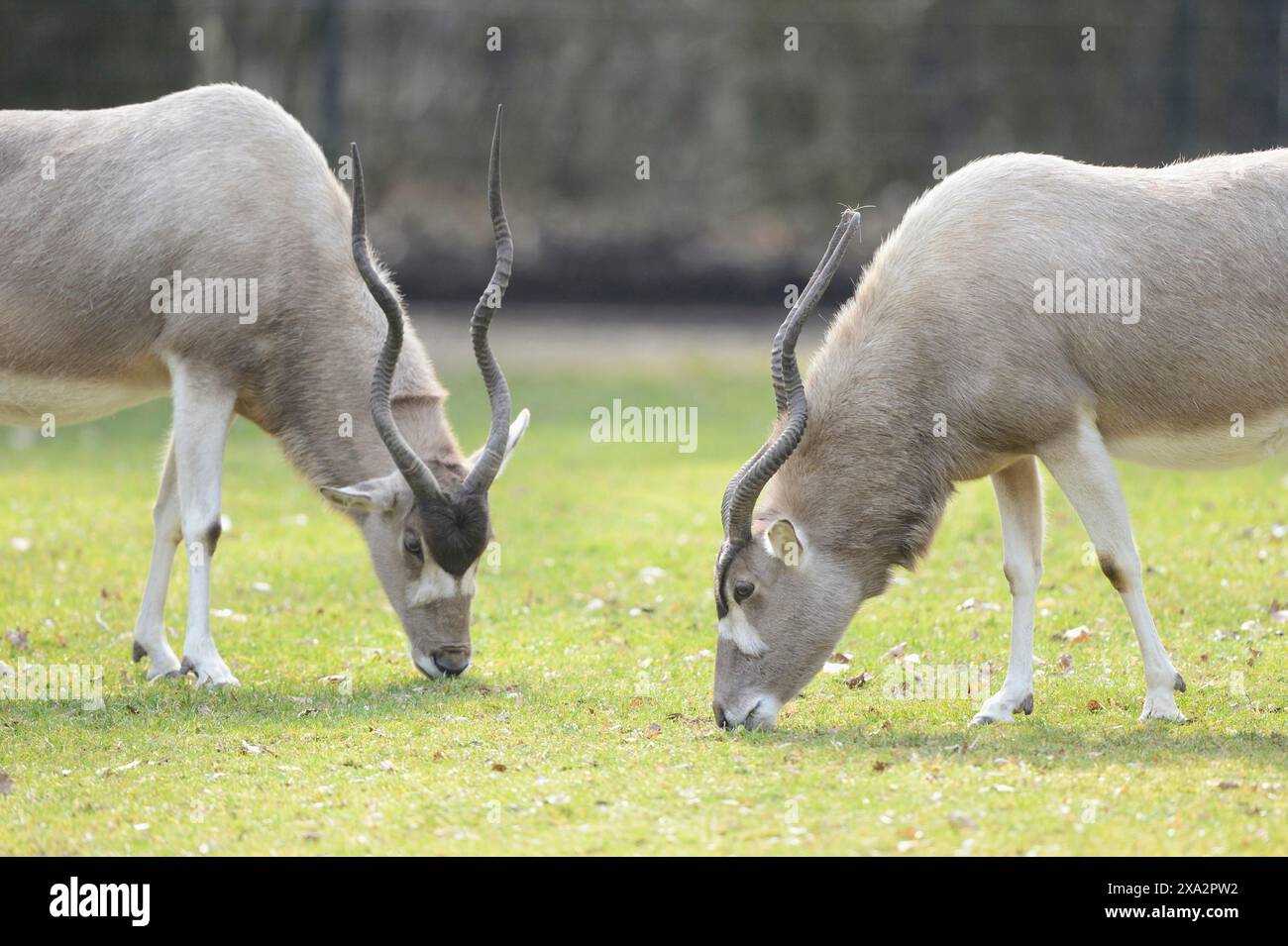 Close-up of an addax (Addax nasomaculatus) in a zoo in spring Stock ...