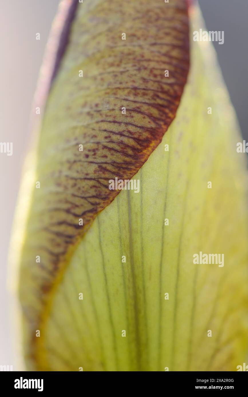 Close-up of a bearded iris cultivar 'Mary Todd' in a garden in spring ...