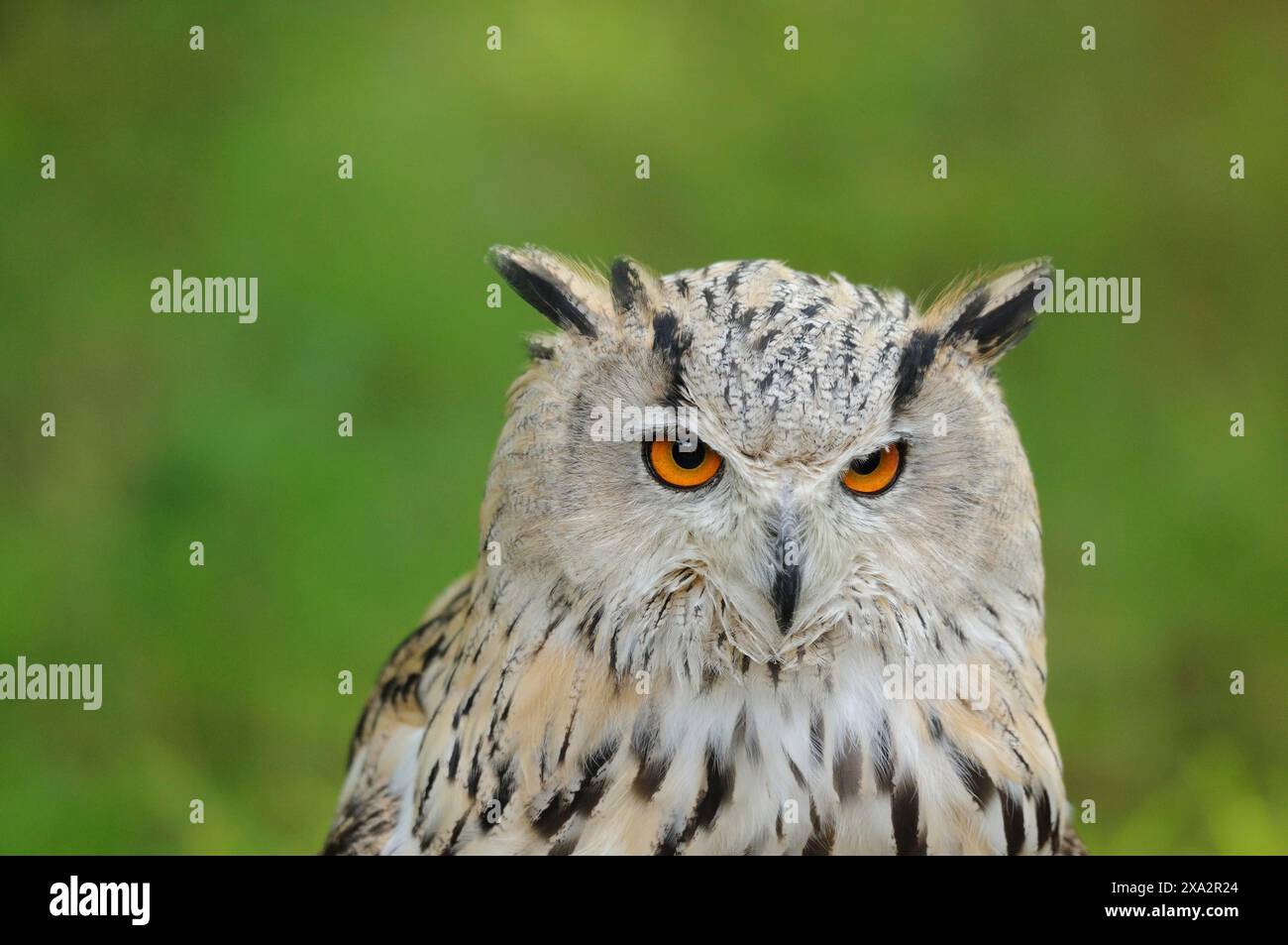 Owl (Bubo bubo sibiricus) portrait on a meadow, captive Stock Photo - Alamy
