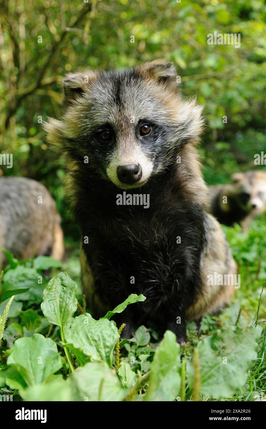 Raccoon dog (Nyctereutes procyonoides) in a natural vegetation, captive ...