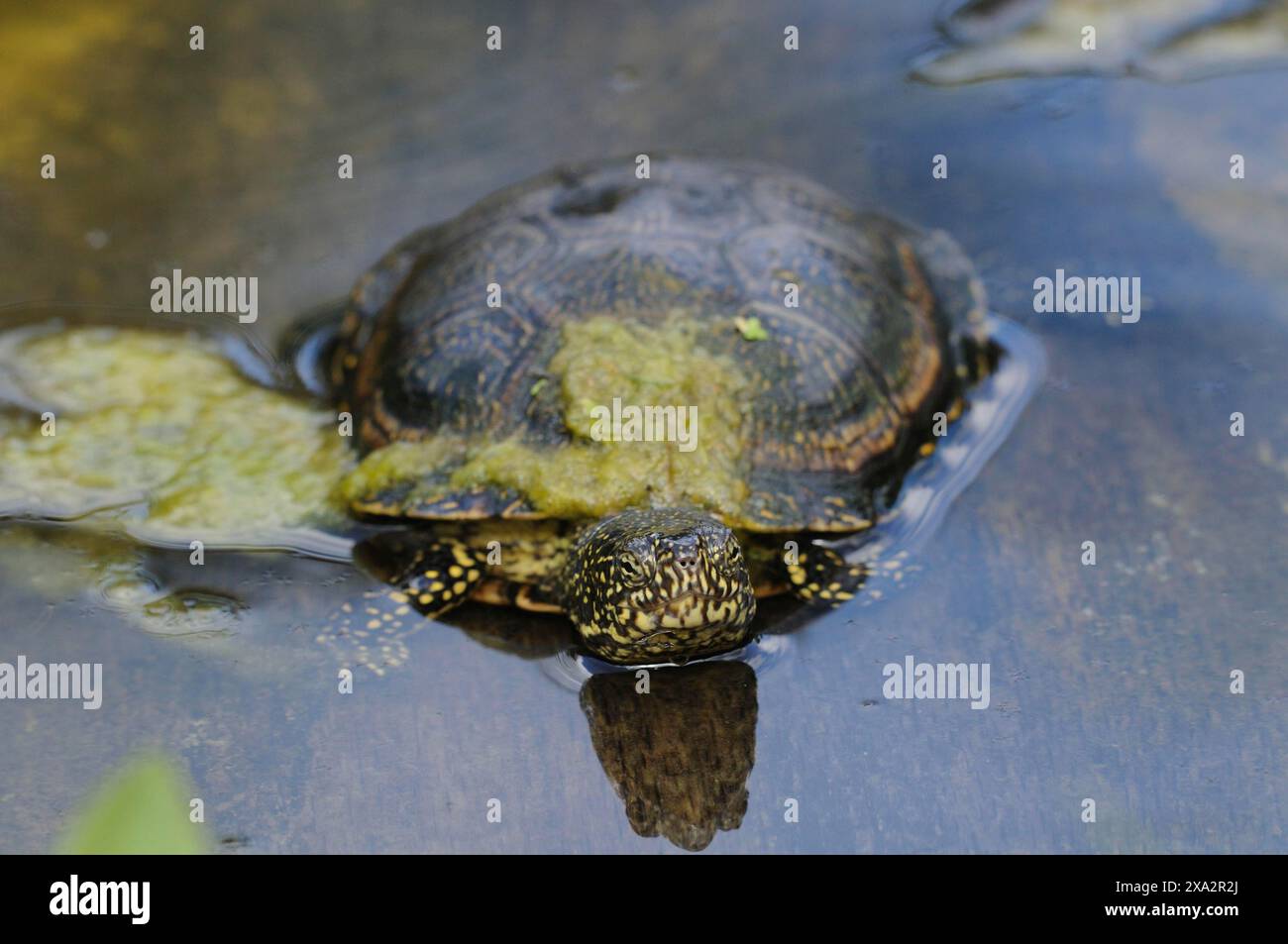 Turtle (Emys orbicularis) swims in a pond with algae on its shell ...