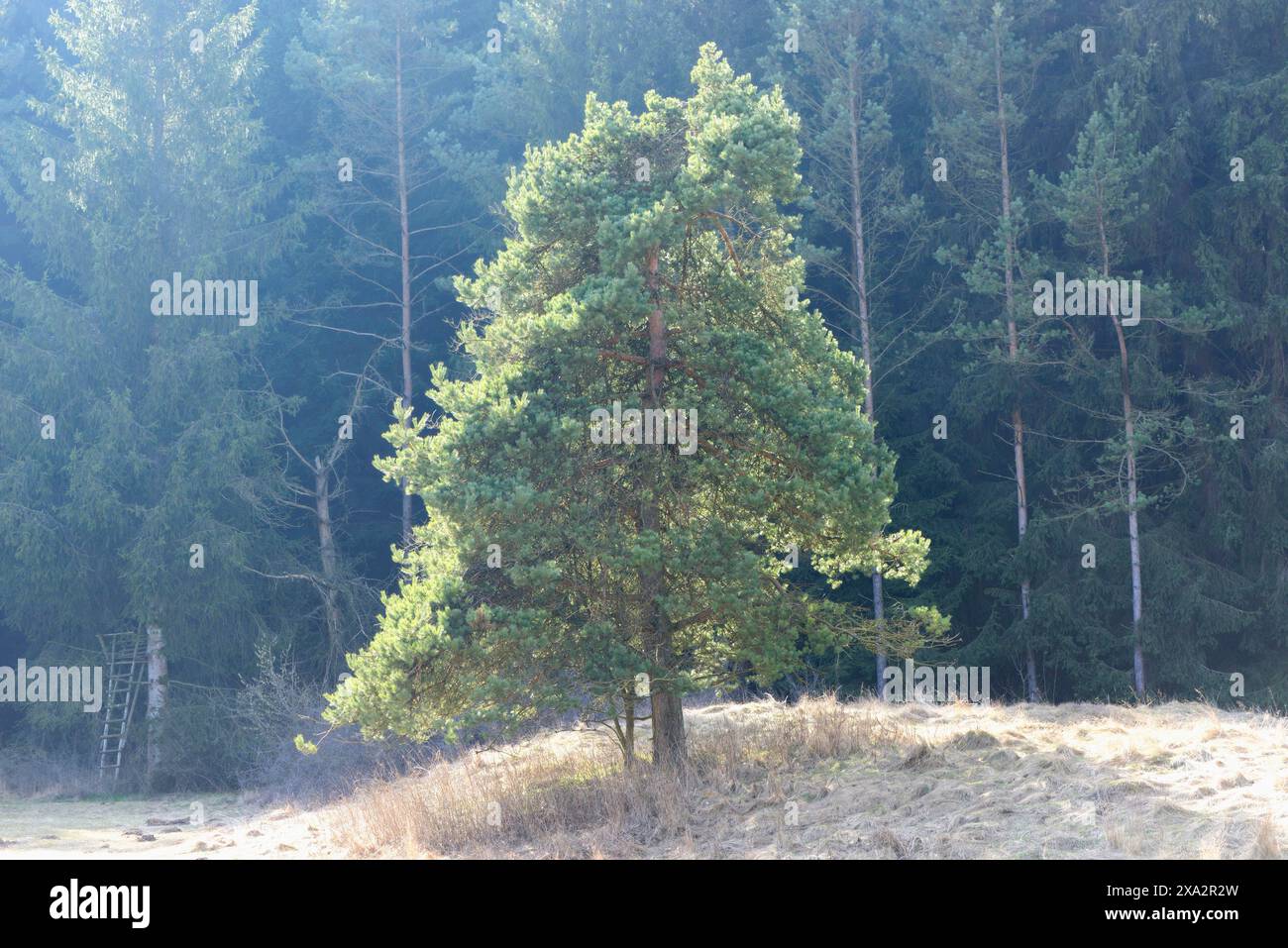 Landscape of a Scots pine (Pinus sylvestris L.) on a meadow next to a ...