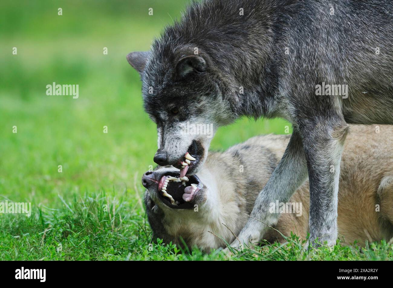 Two algonquin wolves (Canis lupus lycaon) fighting in a meadow, captive, Germany Stock Photo - Alamy