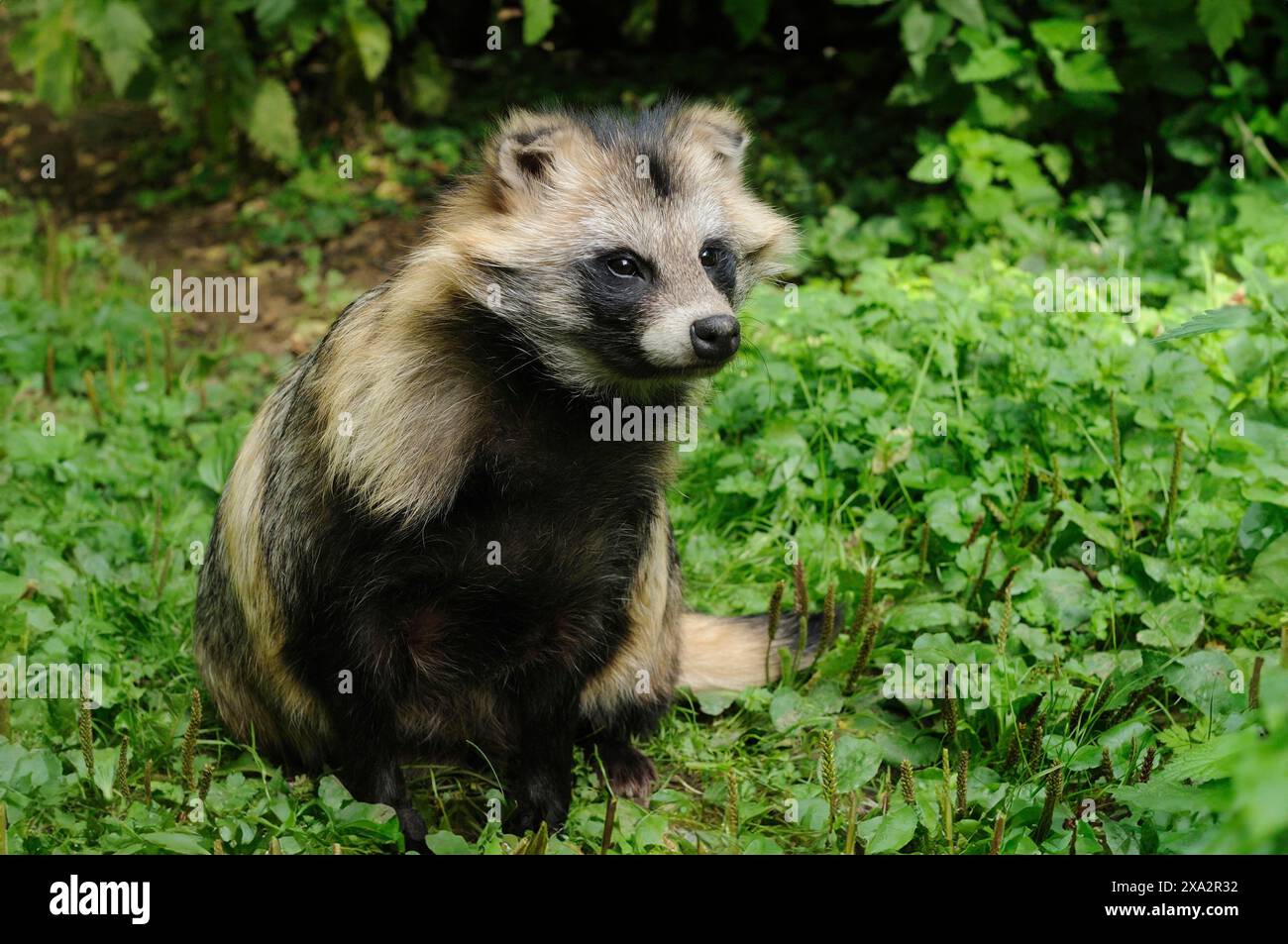 Raccoon dog (Nyctereutes procyonoides) in a natural vegetation, captive ...