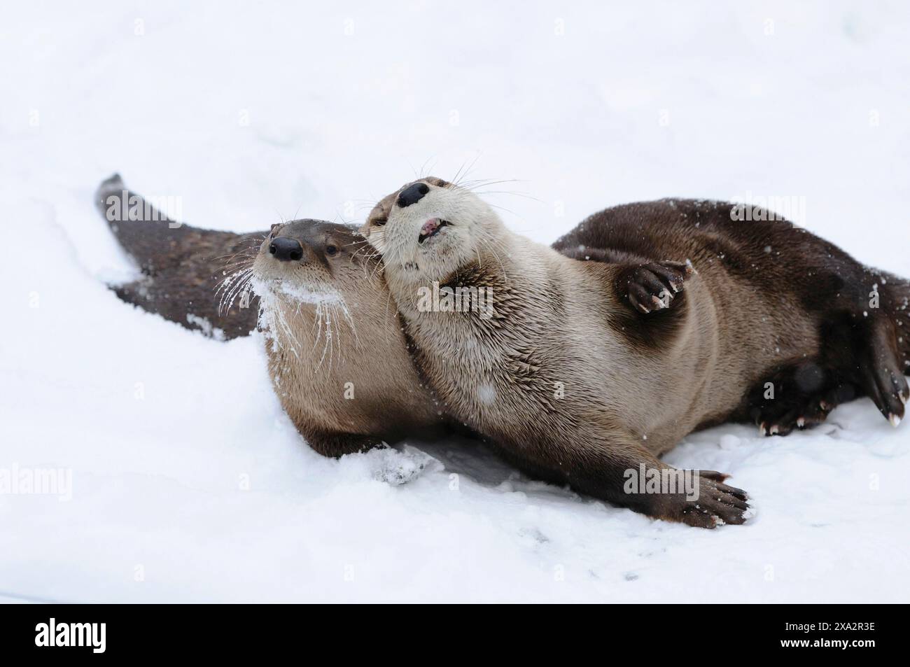 Two North American river otters (Lontra canadensis) cuddling in the ...