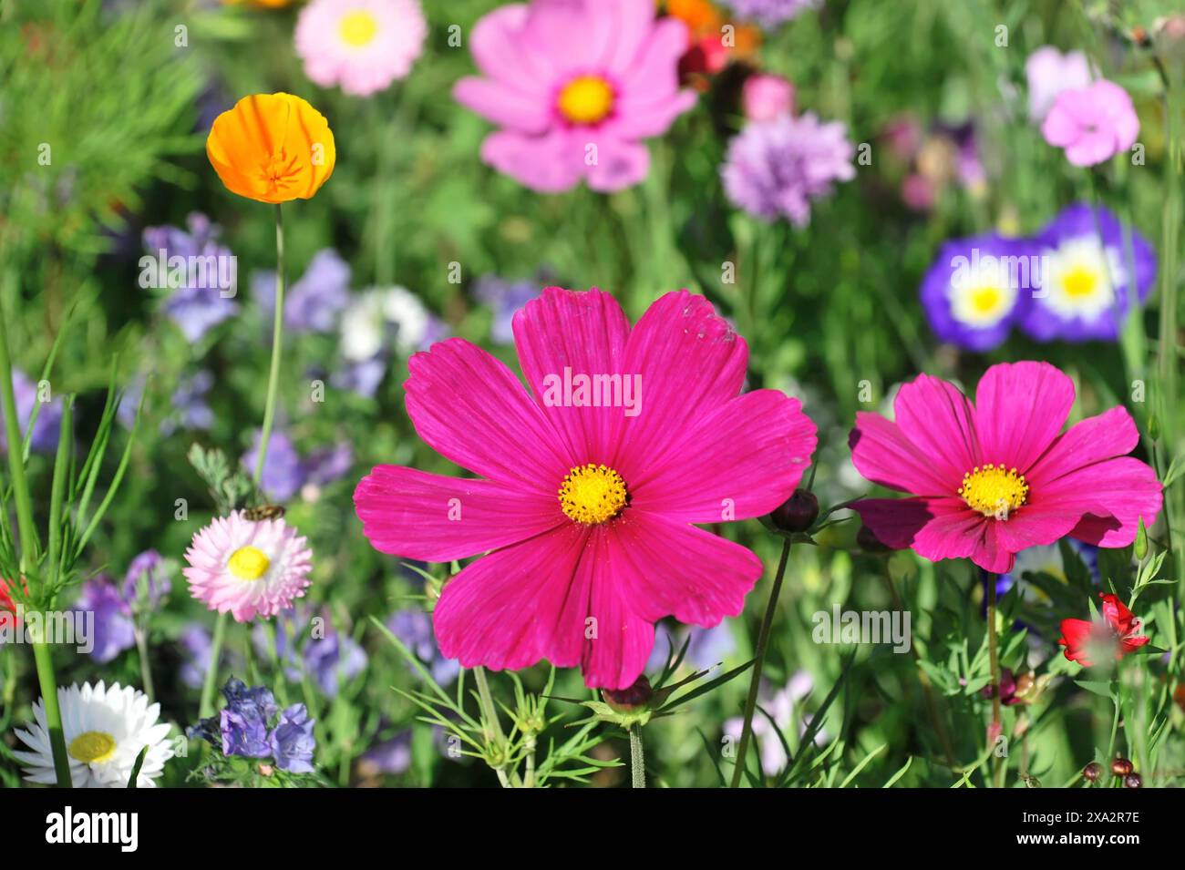 Aster conspicuous hi-res stock photography and images - Alamy