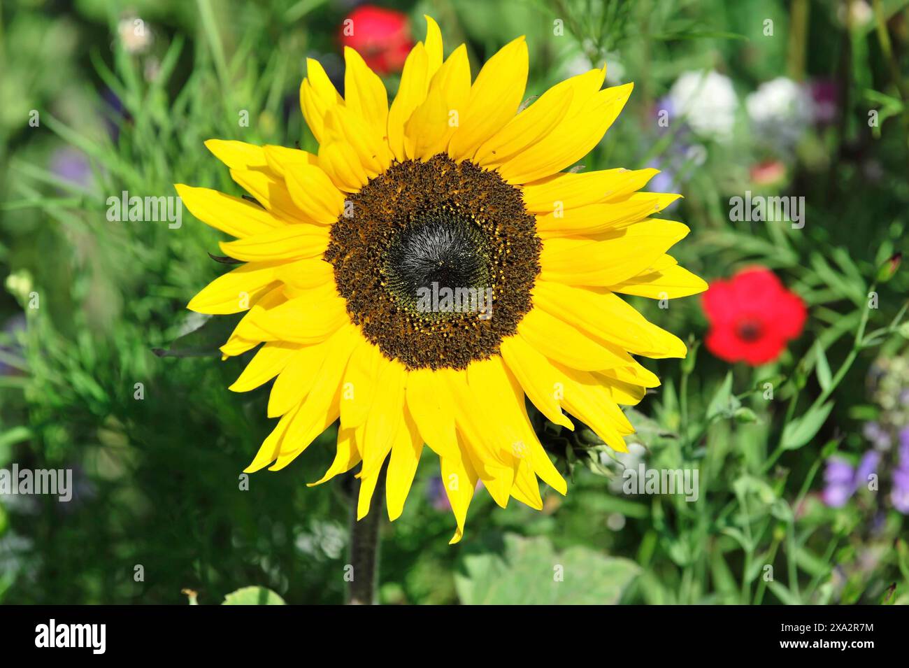 Sunflower (Helianthus annuus), flowering, Baden-Wuerttemberg, Germany ...