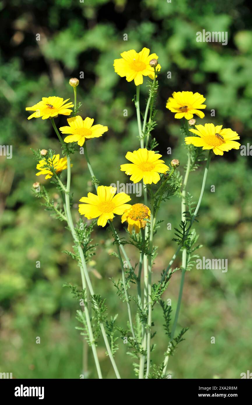 Golden daisy (Euryops spec.), Flower meadow, Baden-Wuerttemberg ...