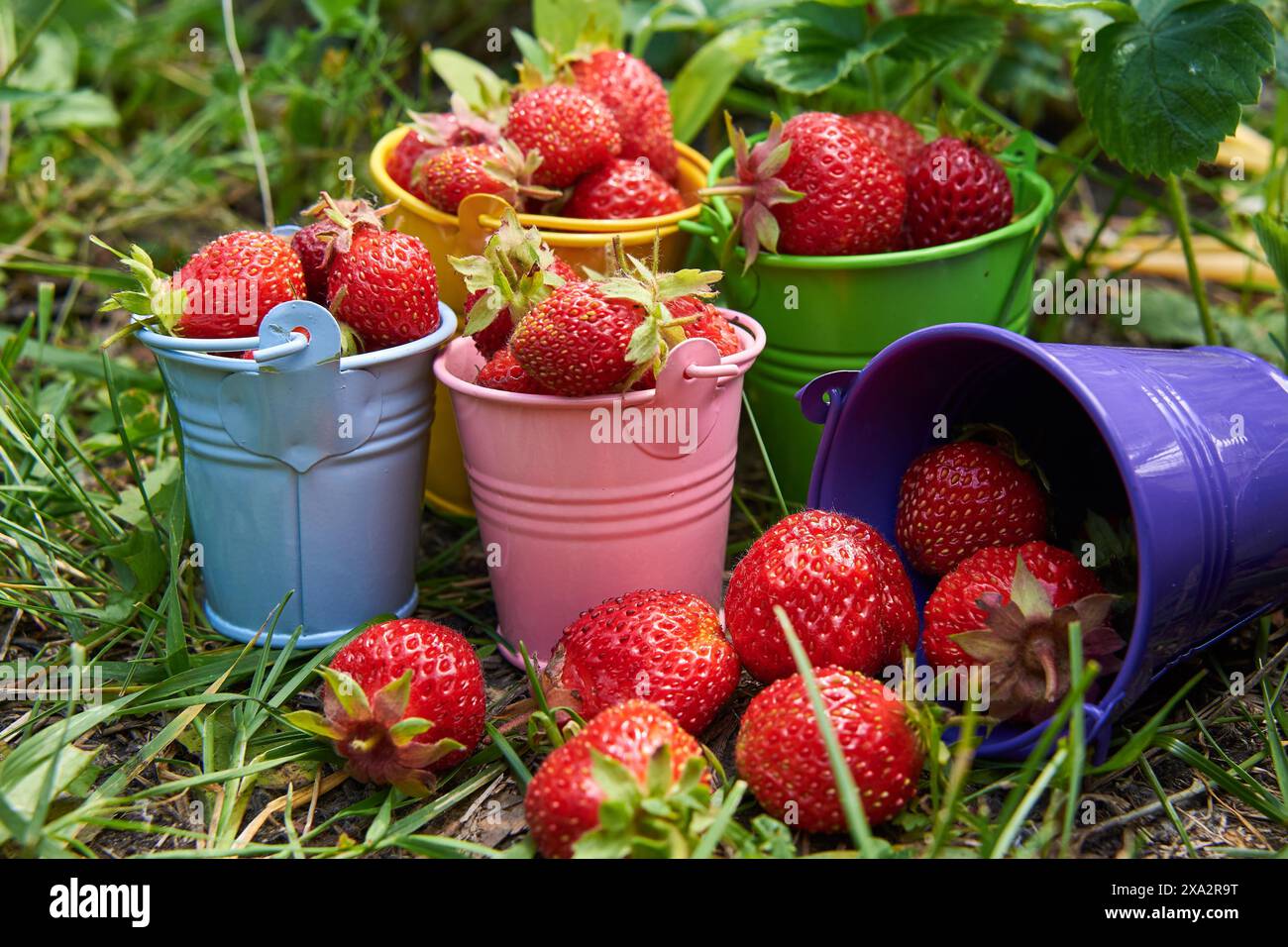 A bunch of strawberries are in a row of small buckets. The buckets are ...