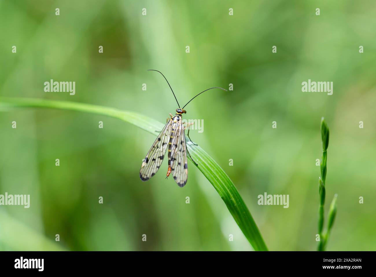 German Scorpion Fly (Panorpa germanica), on a blade of grass ...