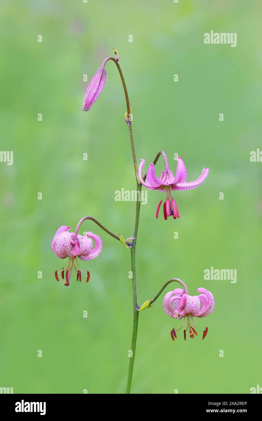 Martagon lily (Lilium martagon) in a forest in spring, lily family ...