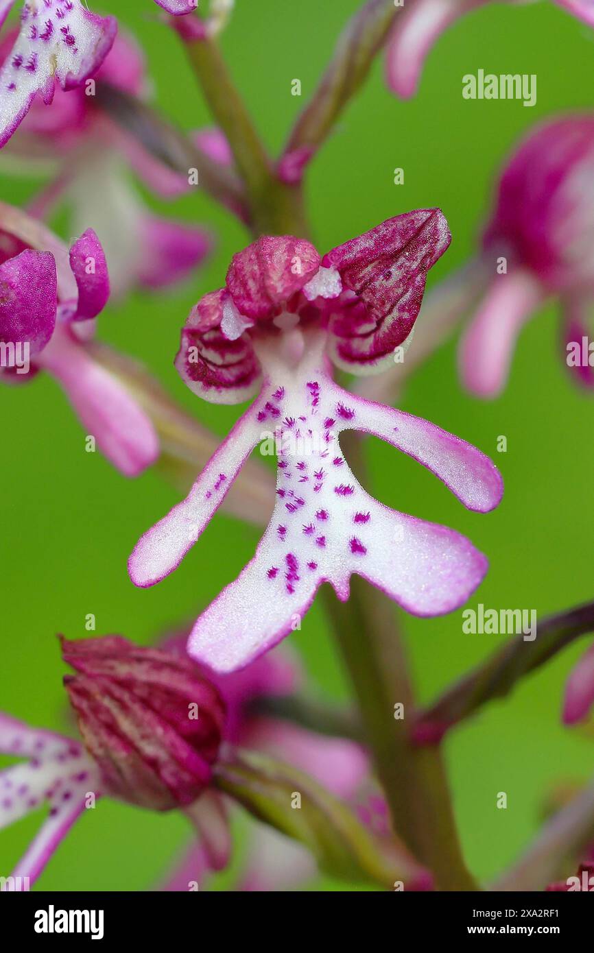 Northern marsh-orchid (Orchis purpurea), single flower, flower figure ...