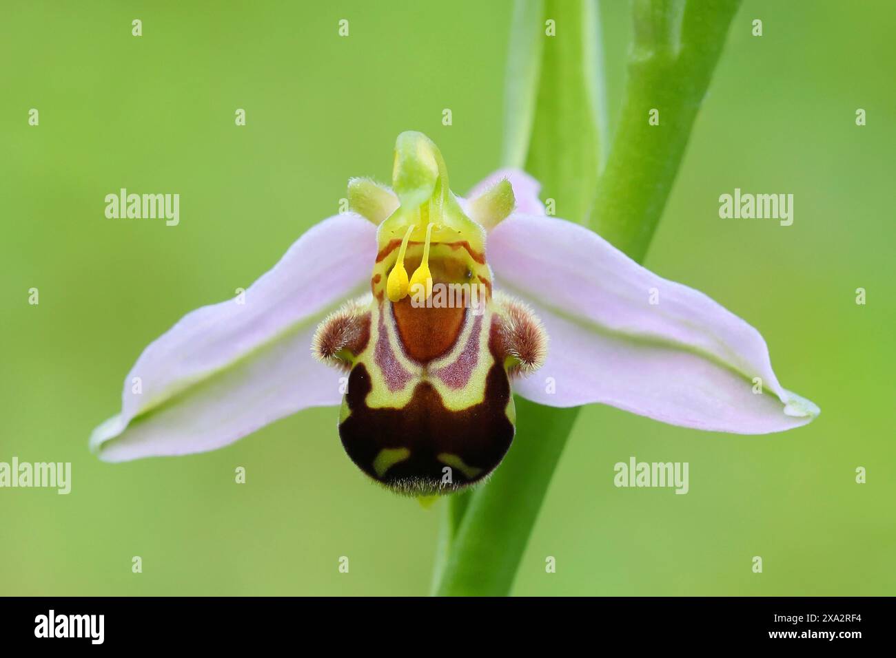 Bee orchid (Ophrys apivera), single flower, close-up of the flower ...