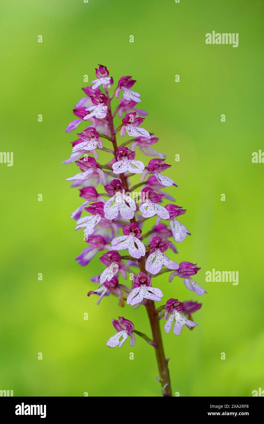 Northern marsh-orchid (Orchis purpurea), inflorescence, flowering ...