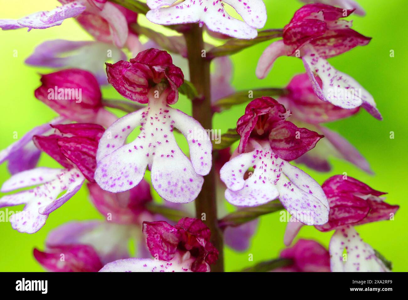 Northern marsh-orchid (Orchis purpurea), 2 flowers, flower figure ...