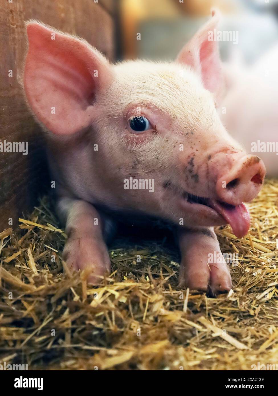 A cheeky little pink piglet lies on straw with its tongue sticking out ...