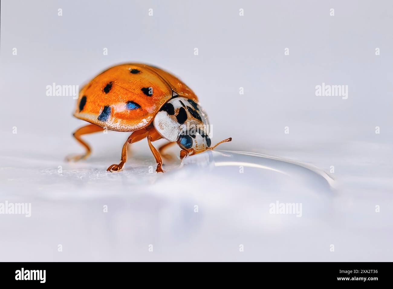 A ladybird drinking drops of water on a white surface, showing fine ...