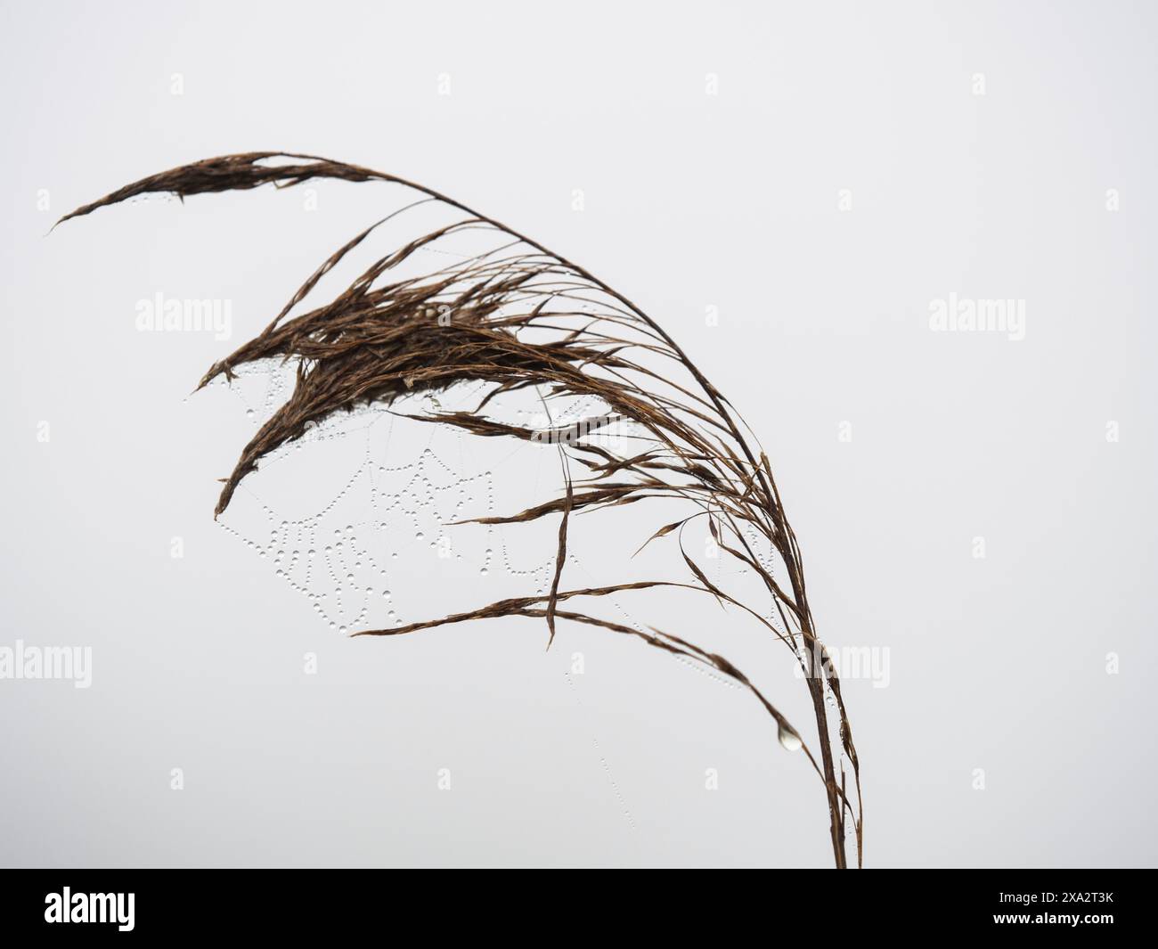 Spider's web with dewdrops on a damp blade of grass, near Leibnitz ...