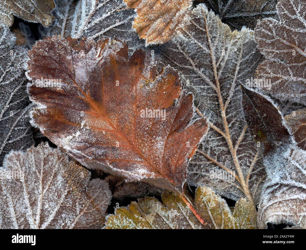 Frozen autumn leaves covered in frost, showing detailed textures and a ...