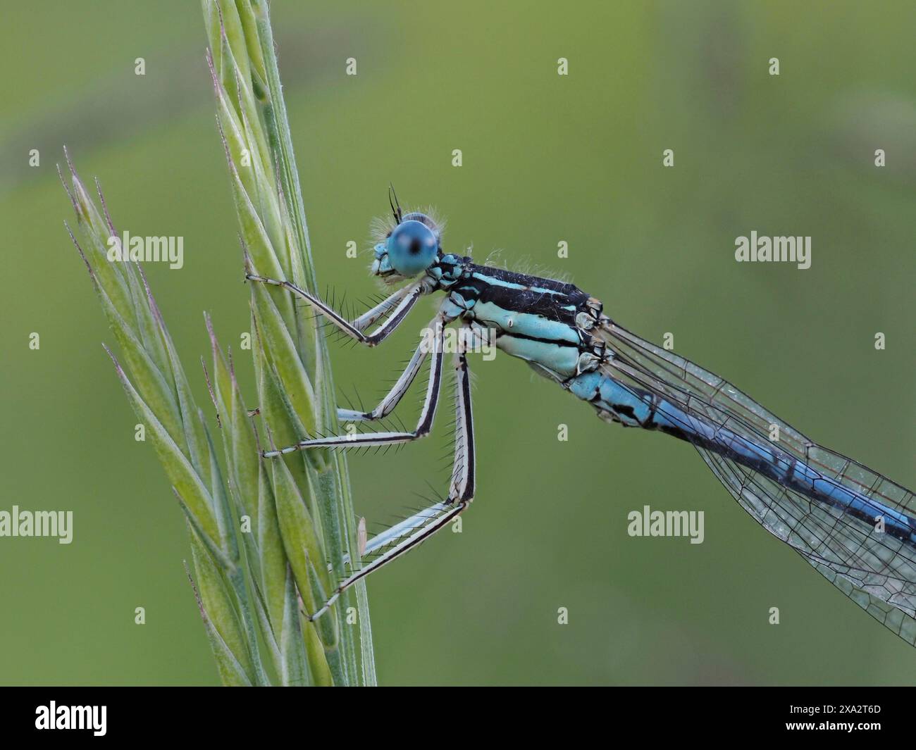 Dragonfly, Common blue damselfly (Enallagma cyathigerum), close-up with ...