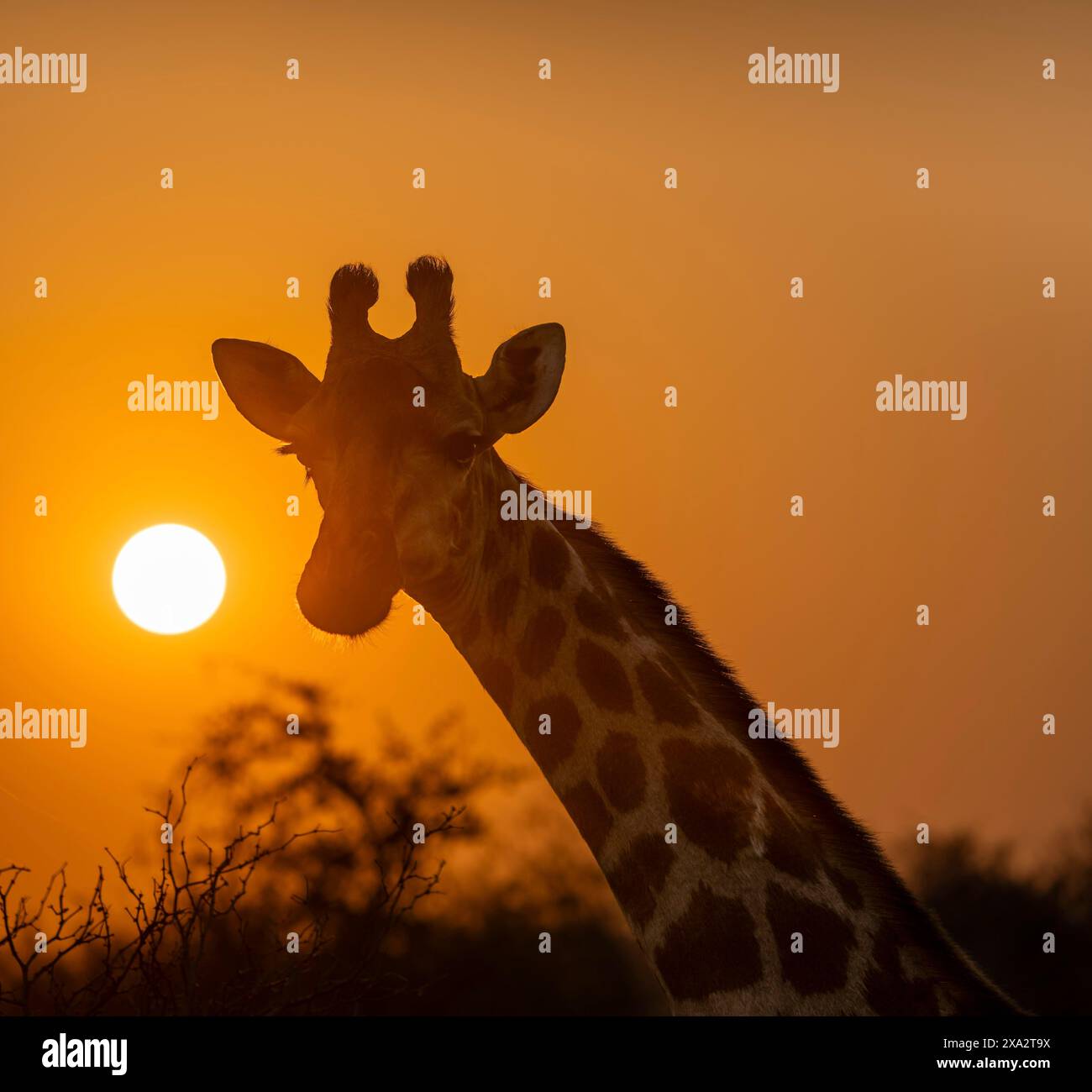 Southern giraffe (Giraffa giraffa giraffa) backlit in front of the sun ...
