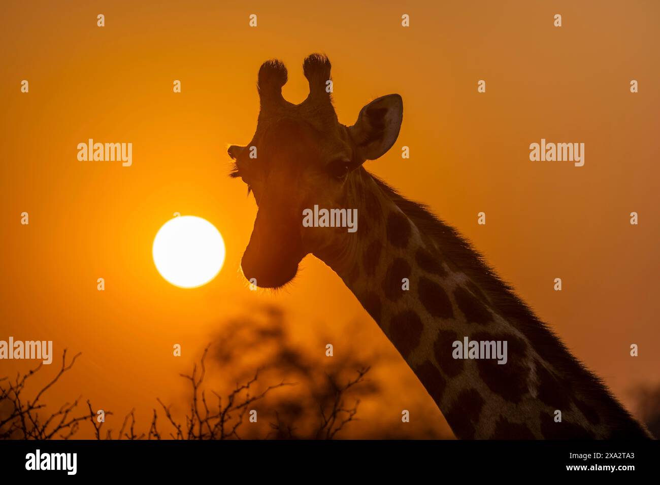 Southern giraffe (Giraffa giraffa giraffa) backlit in front of the sun ...