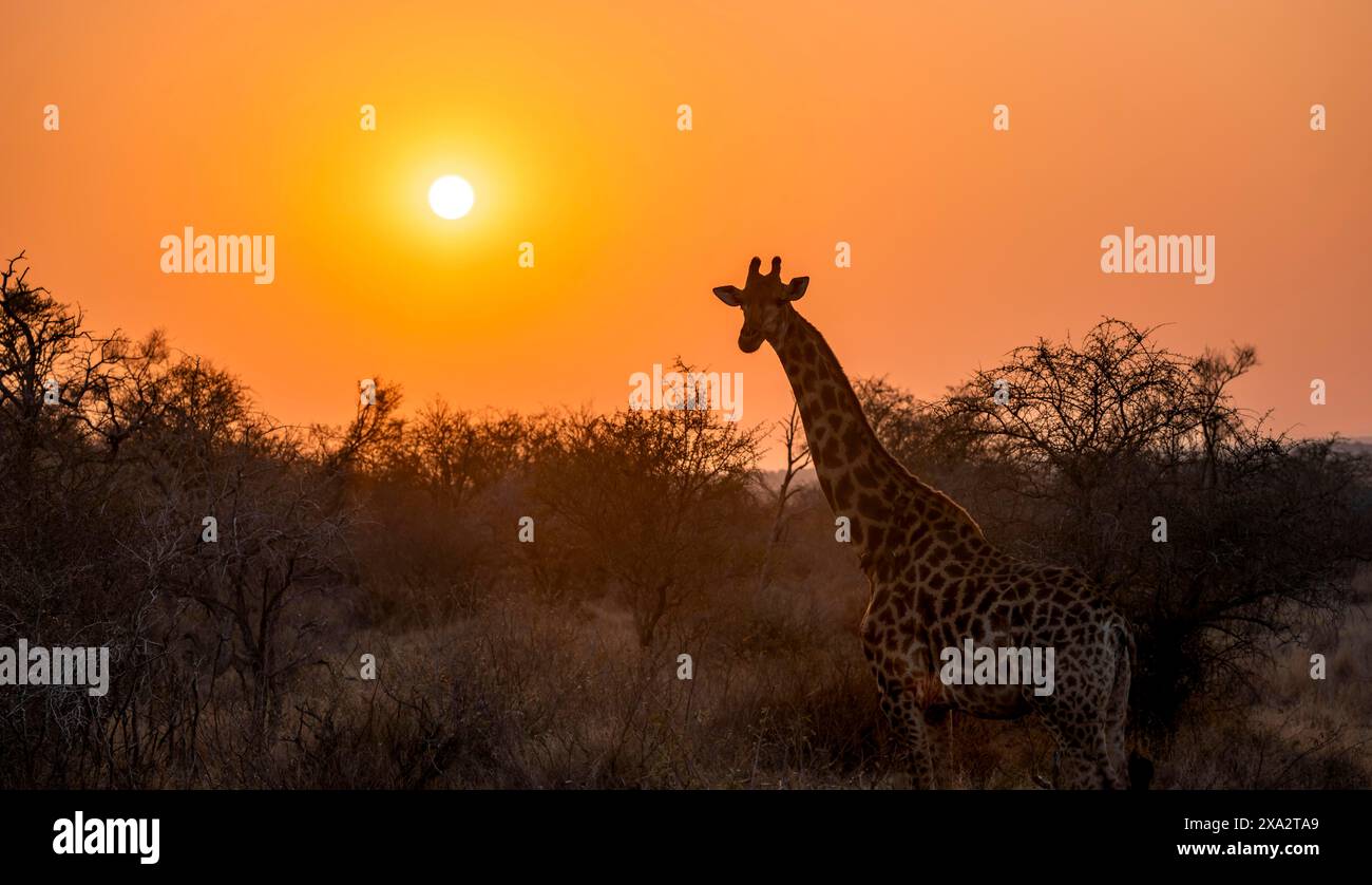 Southern giraffe (Giraffa giraffa giraffa) backlit by the sun at sunset ...
