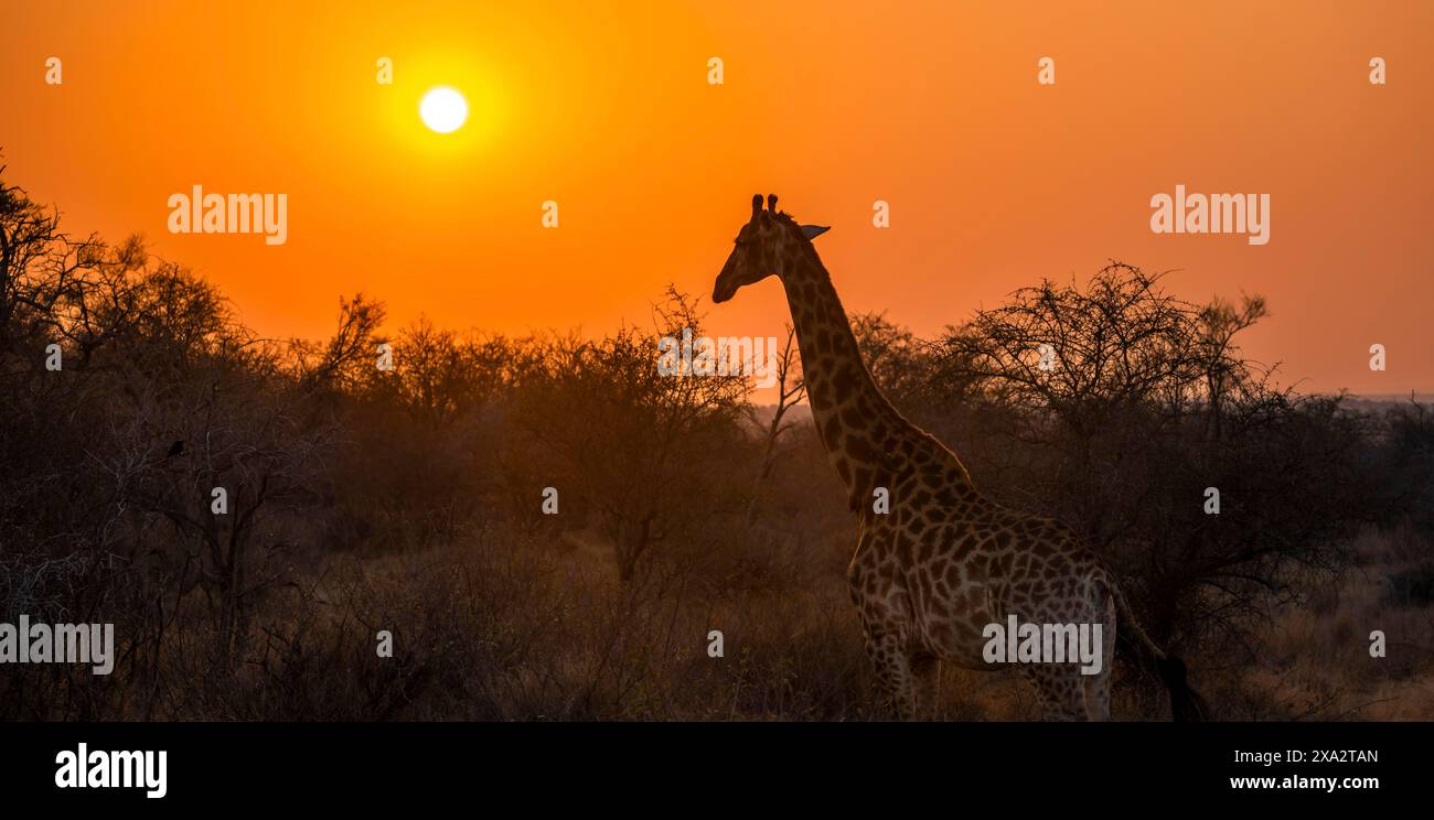 Southern giraffe (Giraffa giraffa giraffa) backlit by the sun at sunset ...