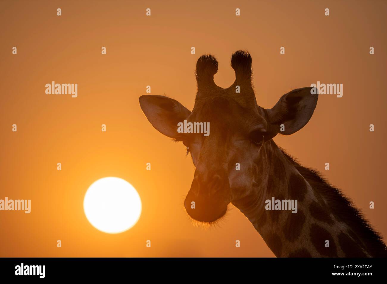 Southern giraffe (Giraffa giraffa giraffa) backlit in front of the sun ...