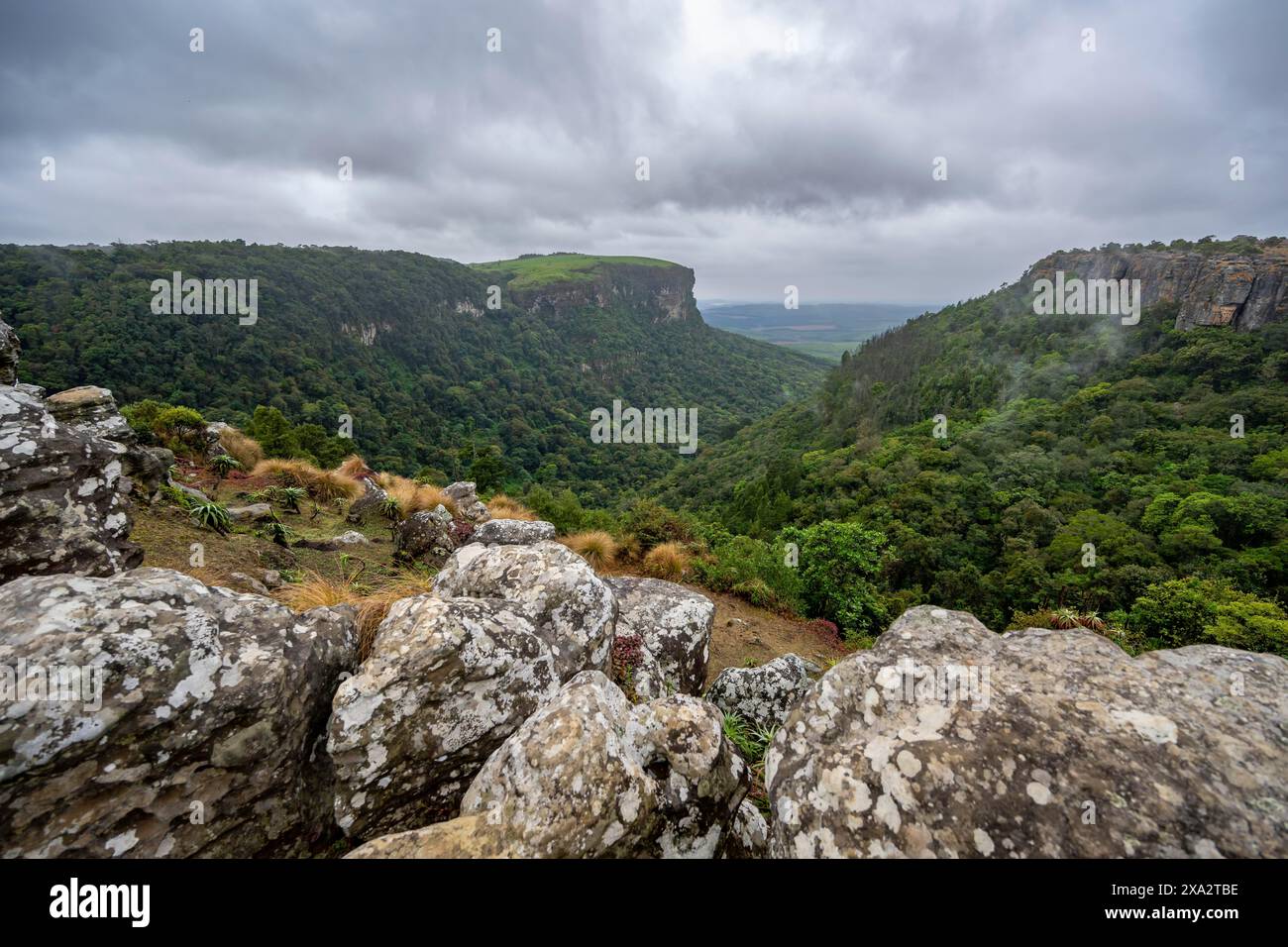 View of the Graskop Gorge with dense forest from the plateau, Panorama ...