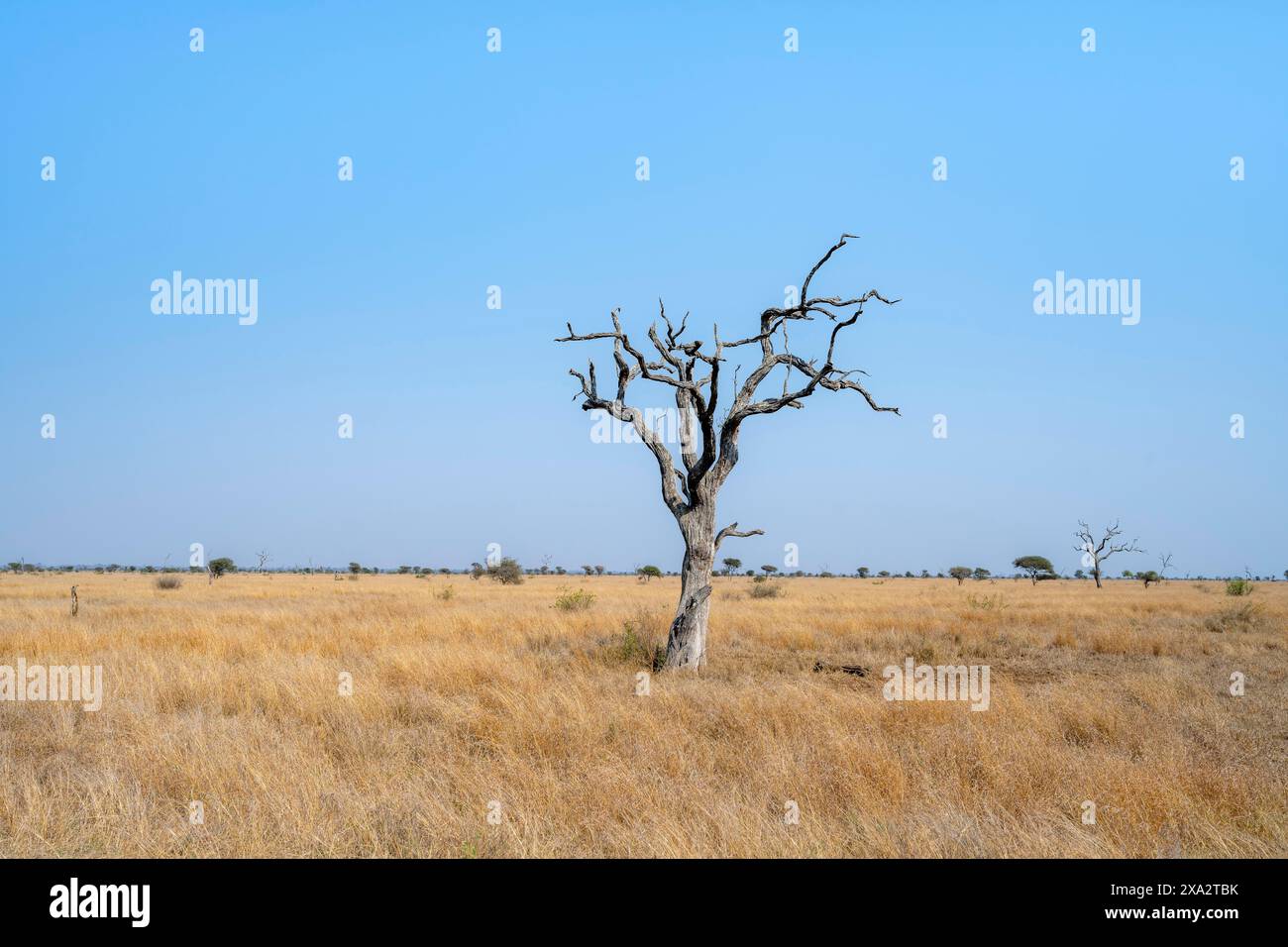 Standing alone dead tree in the African savannah, Kruger National Park ...