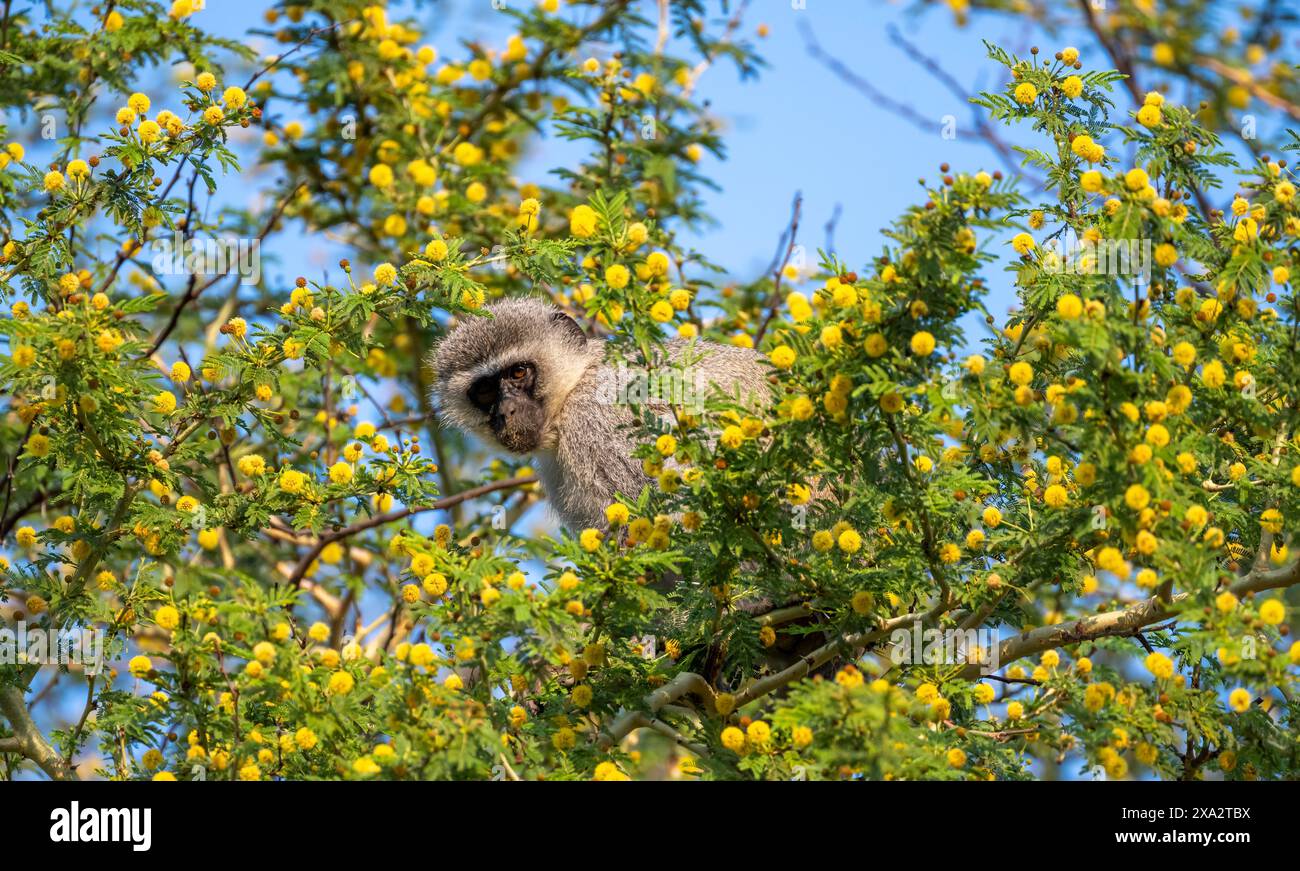 Southern vervet monkey (Chlorocebus pygerythrus) sitting in a flowering ...