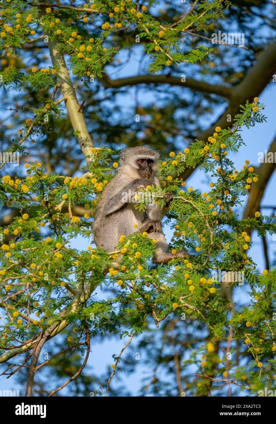 Southern vervet monkey (Chlorocebus pygerythrus) sitting in a flowering ...