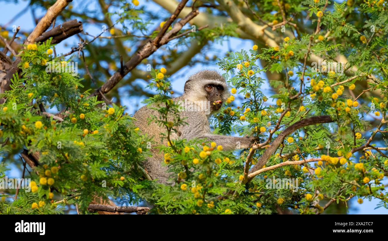 Southern vervet monkey (Chlorocebus pygerythrus) sitting in a flowering ...