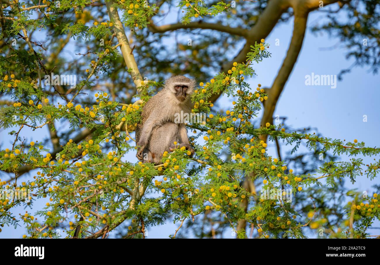 Southern vervet monkey (Chlorocebus pygerythrus) sitting in a flowering ...