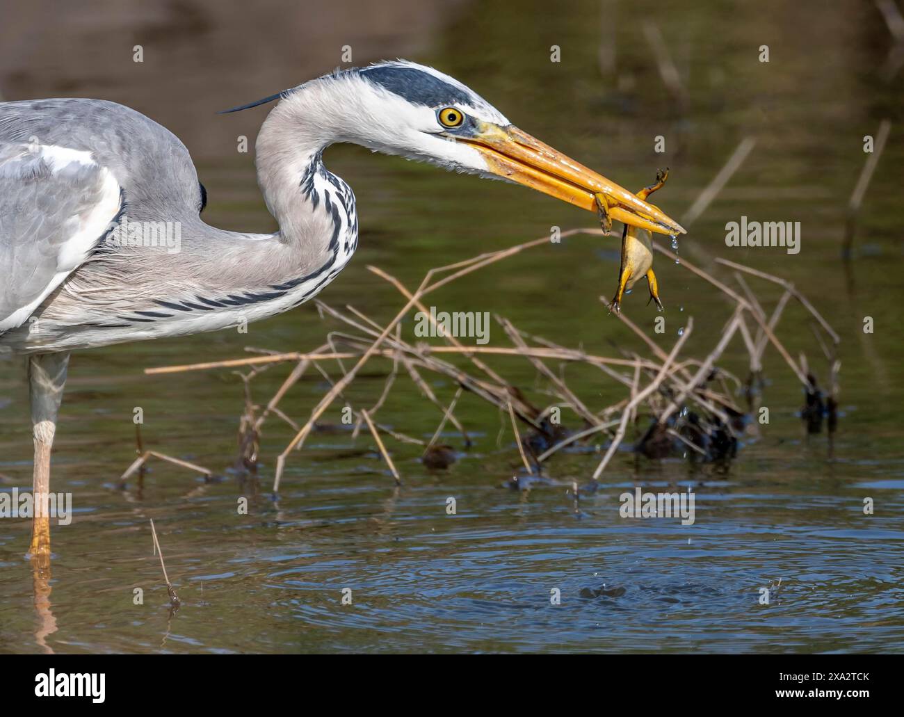Grey heron (Ardea cinerea) with frog in its beak, eating a captured ...