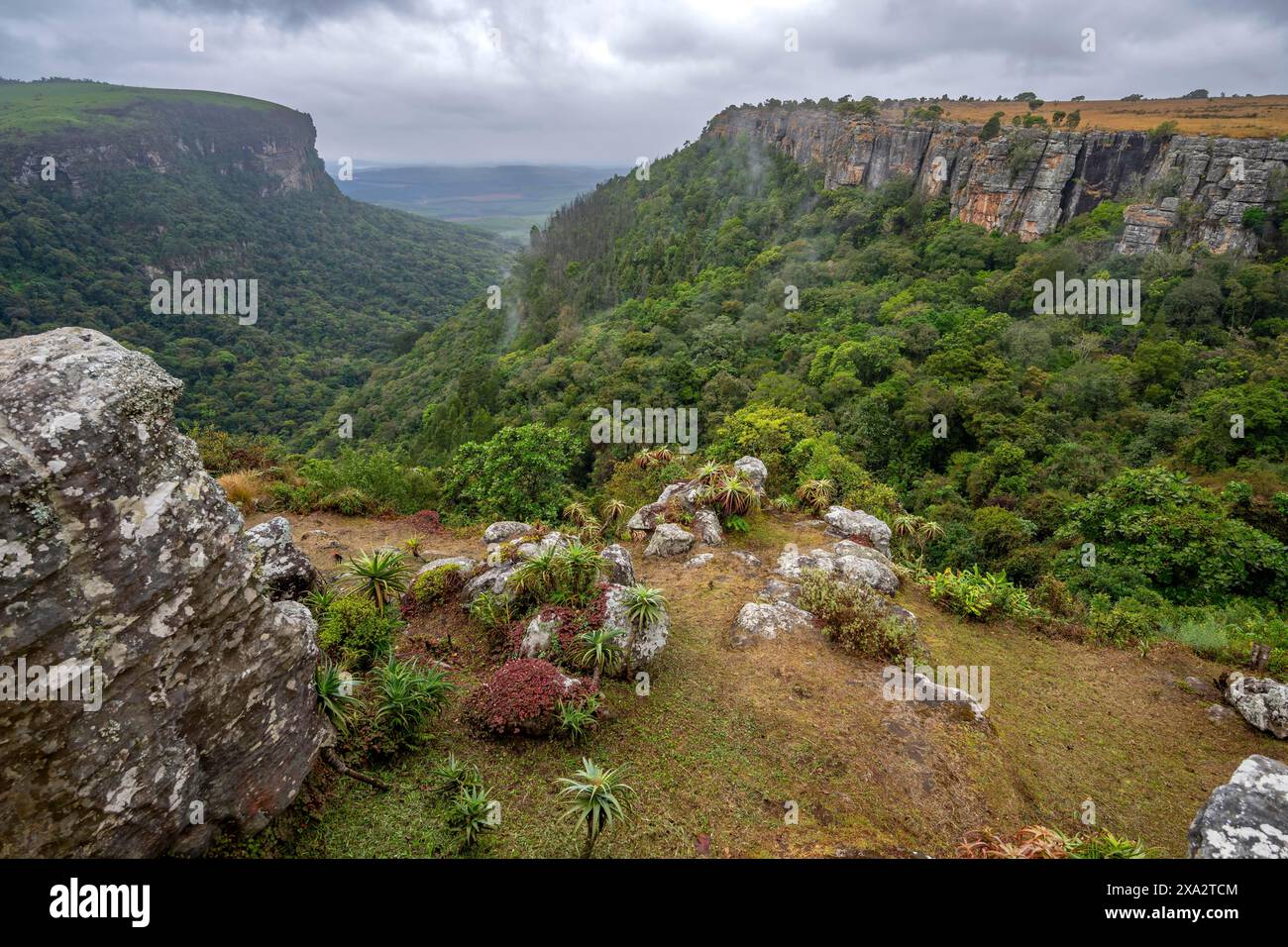 View of the Graskop Gorge with dense forest from the plateau, Panorama ...