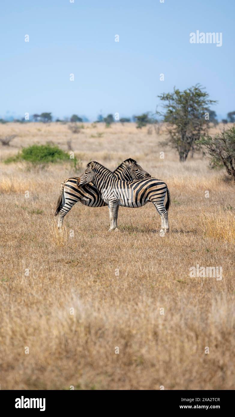 Two plains zebras (Equus quagga), pair grooming each other, Kruger ...