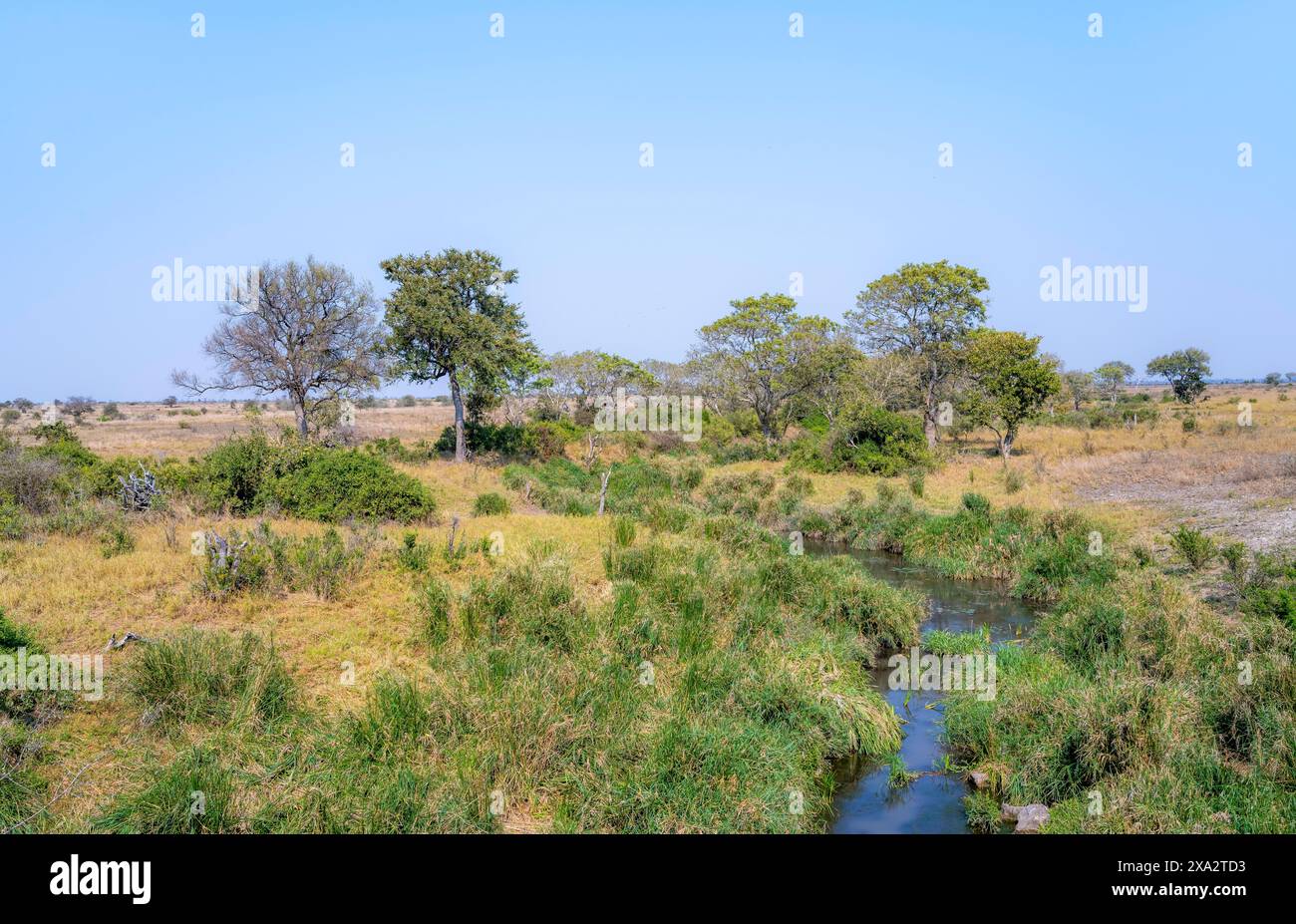 Small river, African savannah, Kruger National Park, South Africa Stock ...