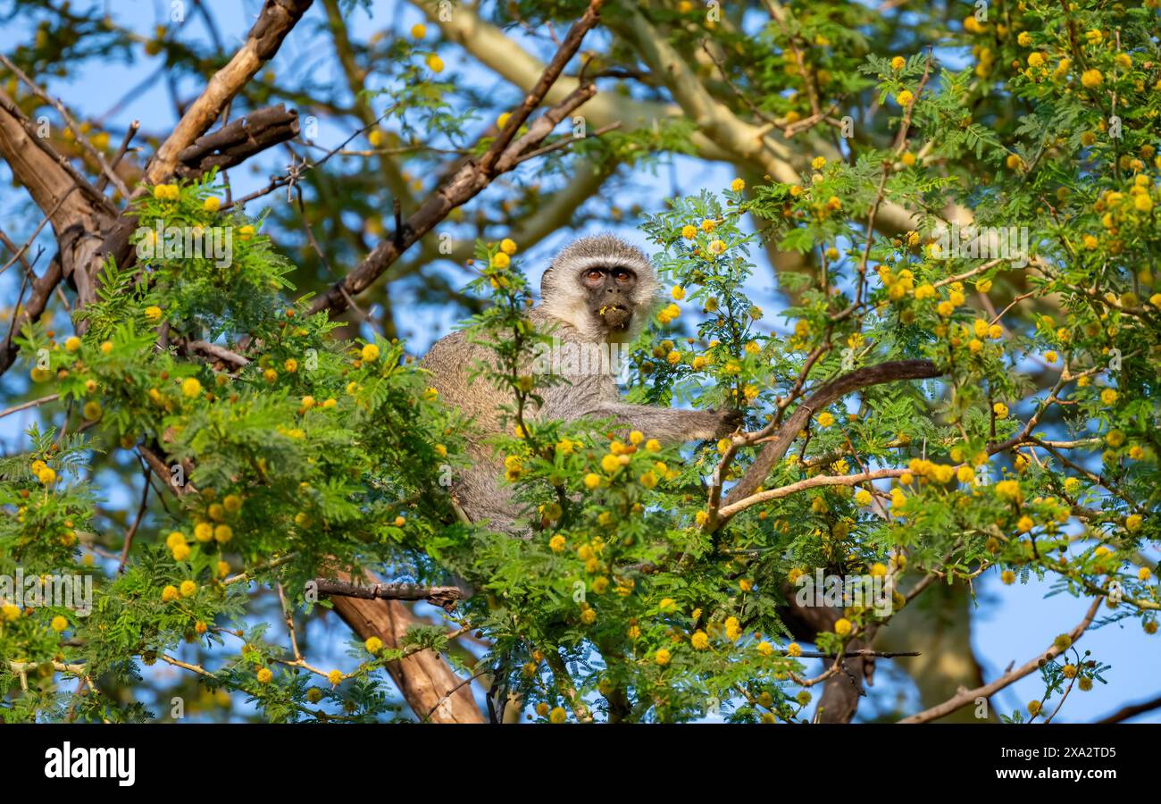 Southern vervet monkey (Chlorocebus pygerythrus) sitting in a flowering ...