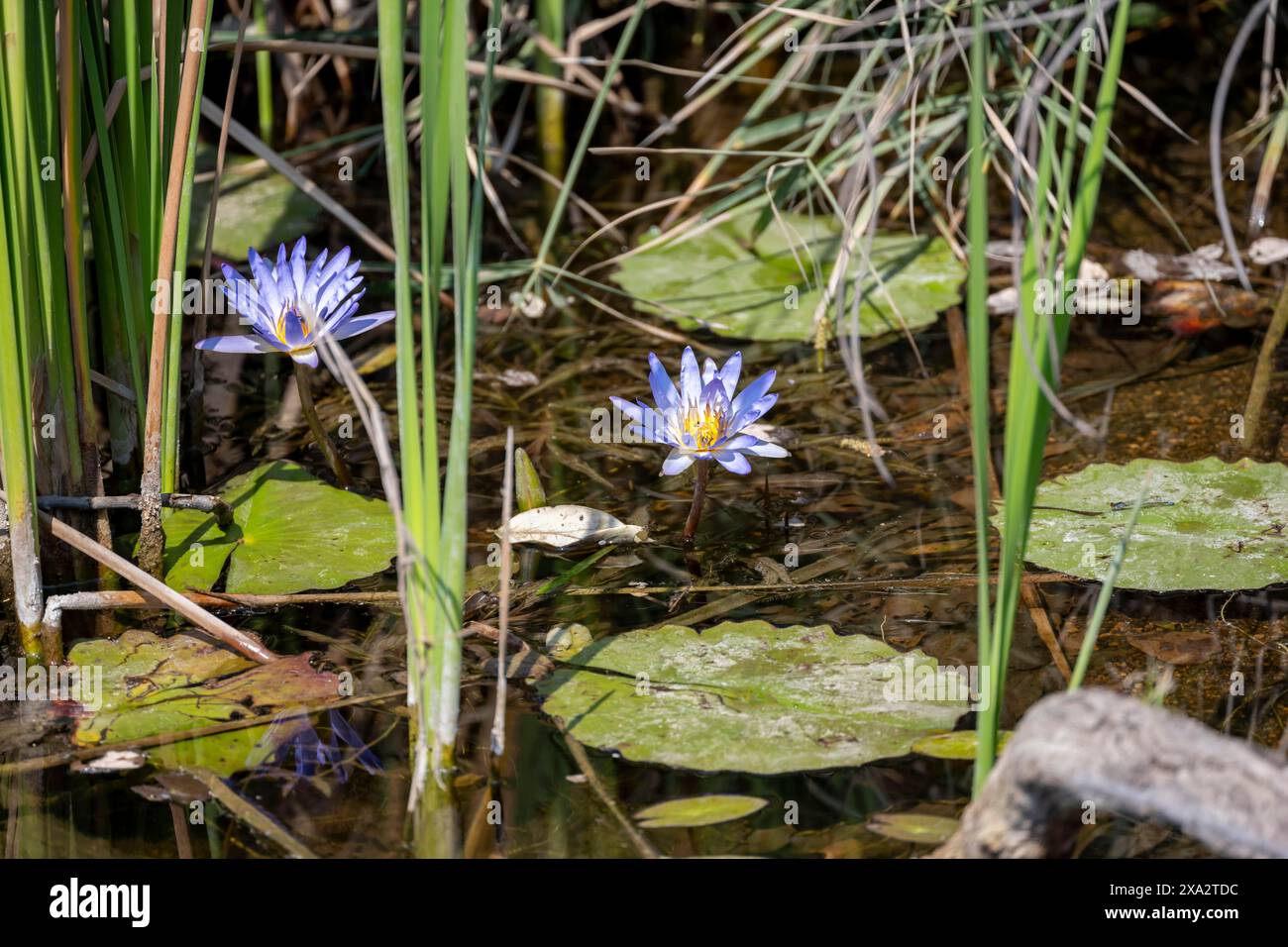 Two flowers of a cape blue water lily (Nymphaea capensis) in a pond ...