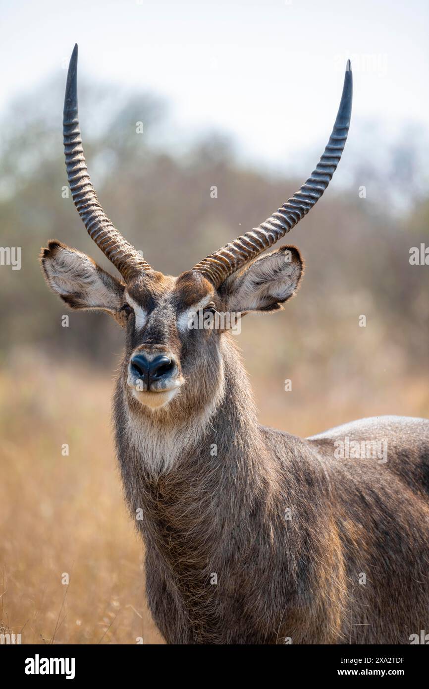 Ellipsen waterbuck (Kobus ellipsiprymnus), adult male, animal portrait ...