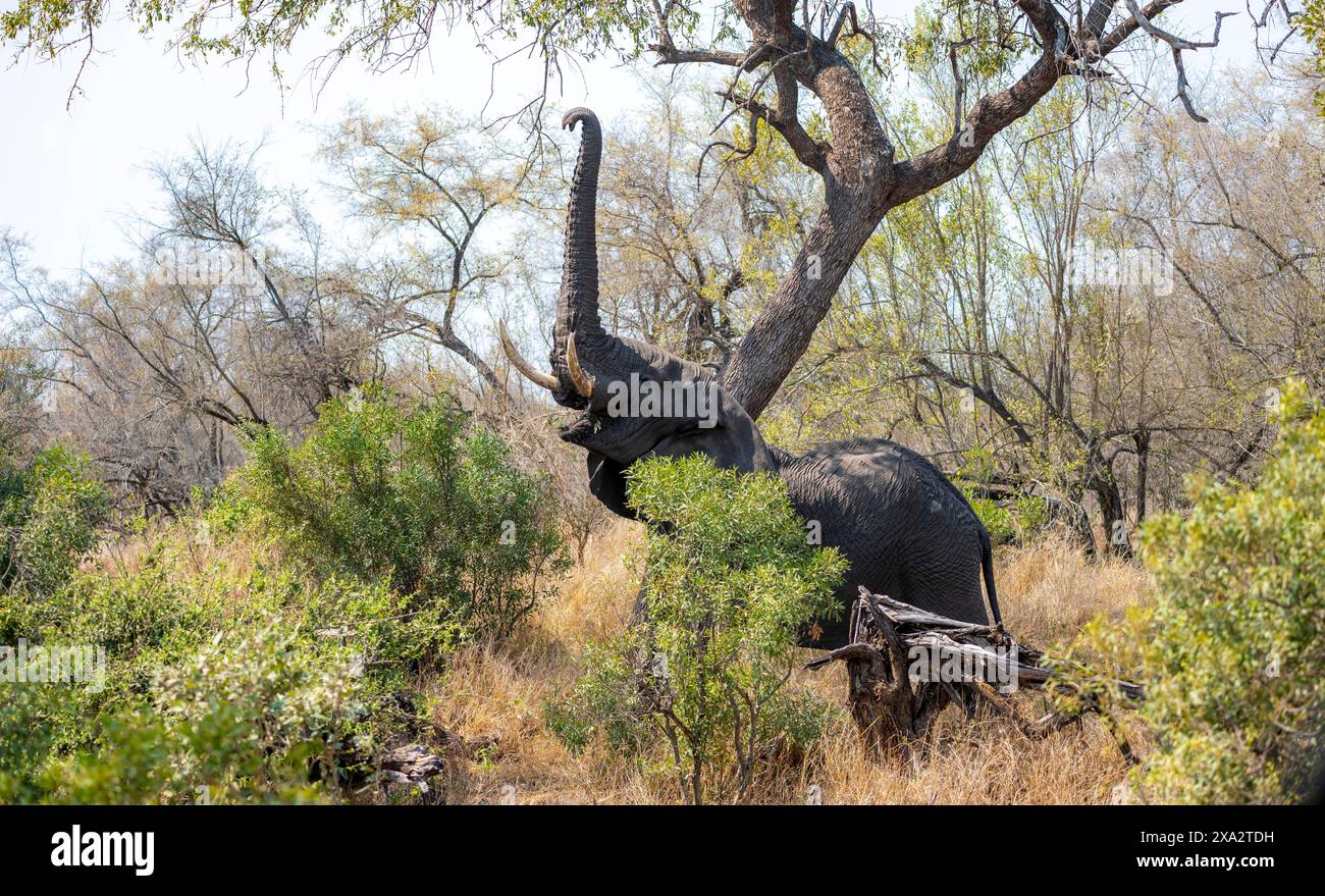 African elephant (Loxodonta africana), eating leaves from a tall tree ...