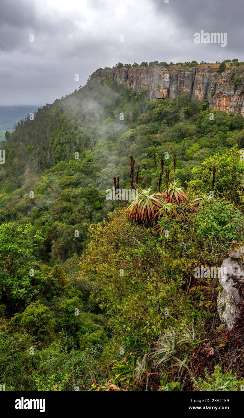 Krantz aloe (Aloe arborescens), view from the plateau to the Graskop ...