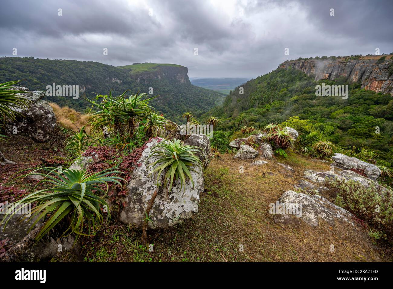 Krantz aloe (Aloe arborescens) growing on rocks, view from the plateau ...