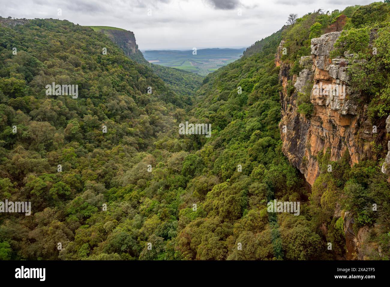 View of the Graskop Gorge with dense forest from the plateau, Graskop ...