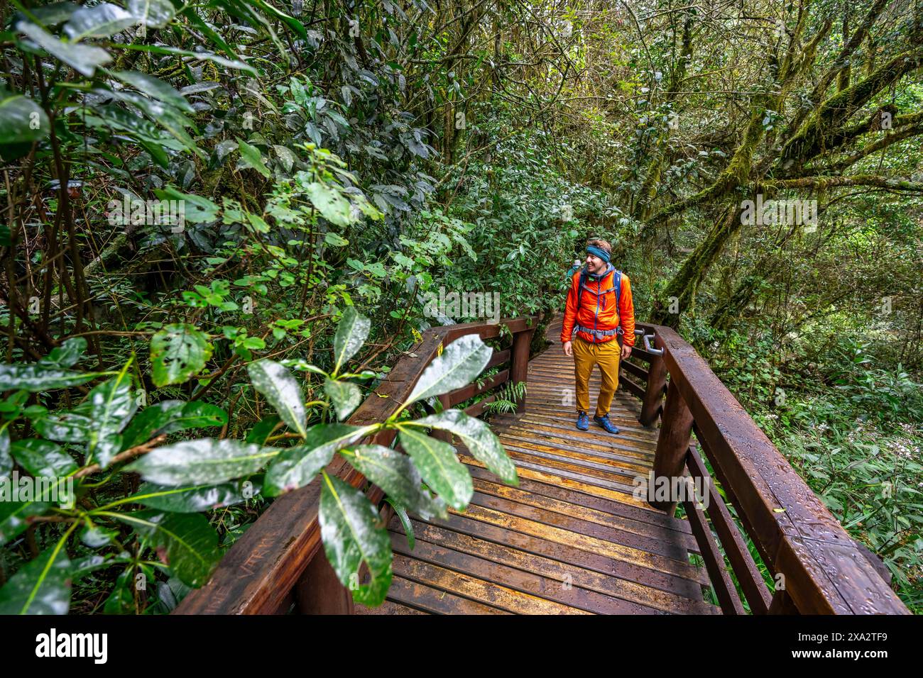Young man on wooden path through dense forest, Graskop Gorge or ...