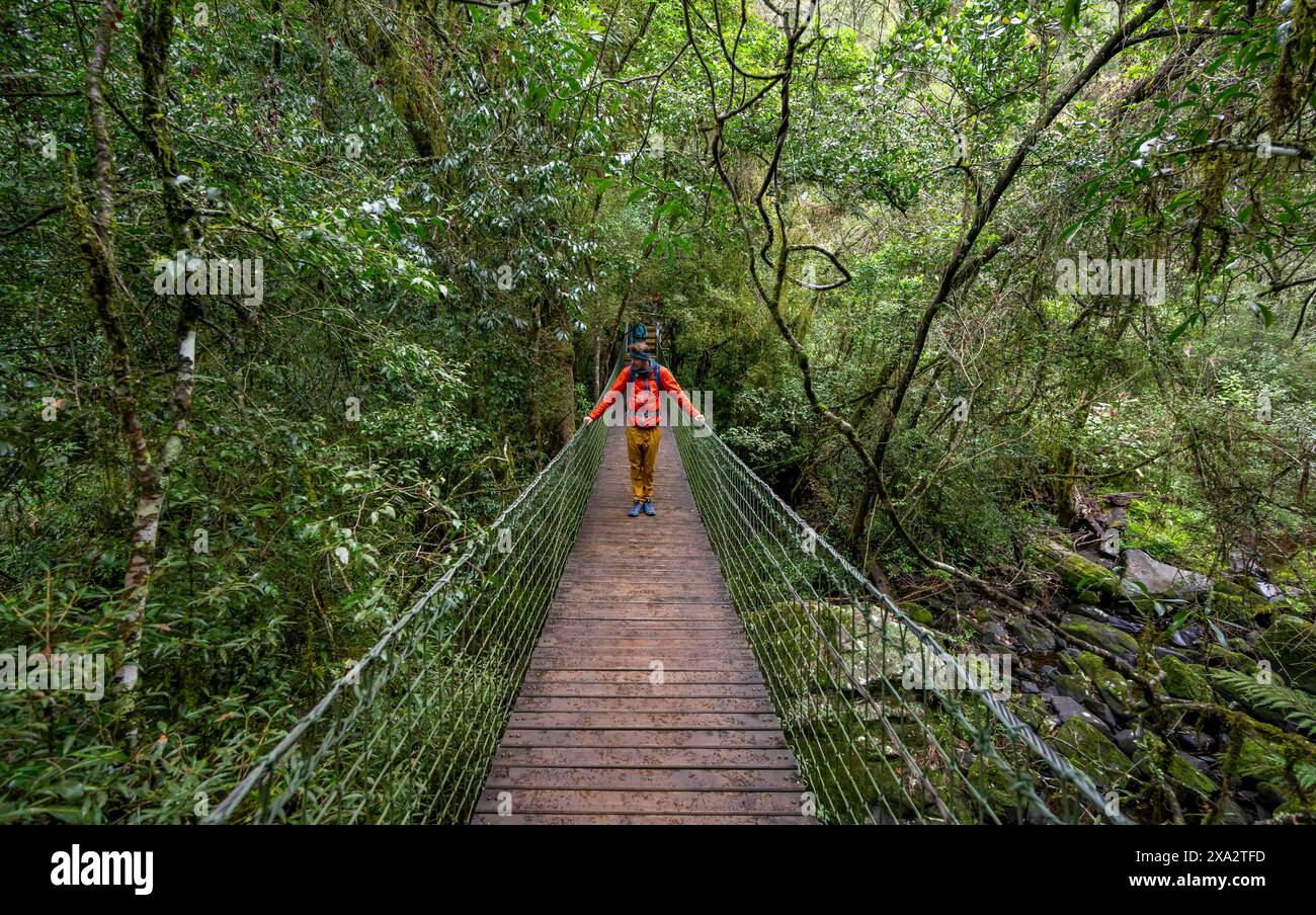 Young man on suspension bridge in dense forest, Graskop Gorge or ...