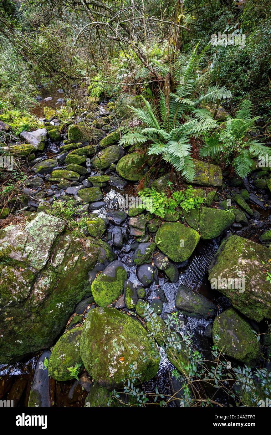 Small stream in dense forest, Graskop Gorge or Graskopkloof, Graskop ...