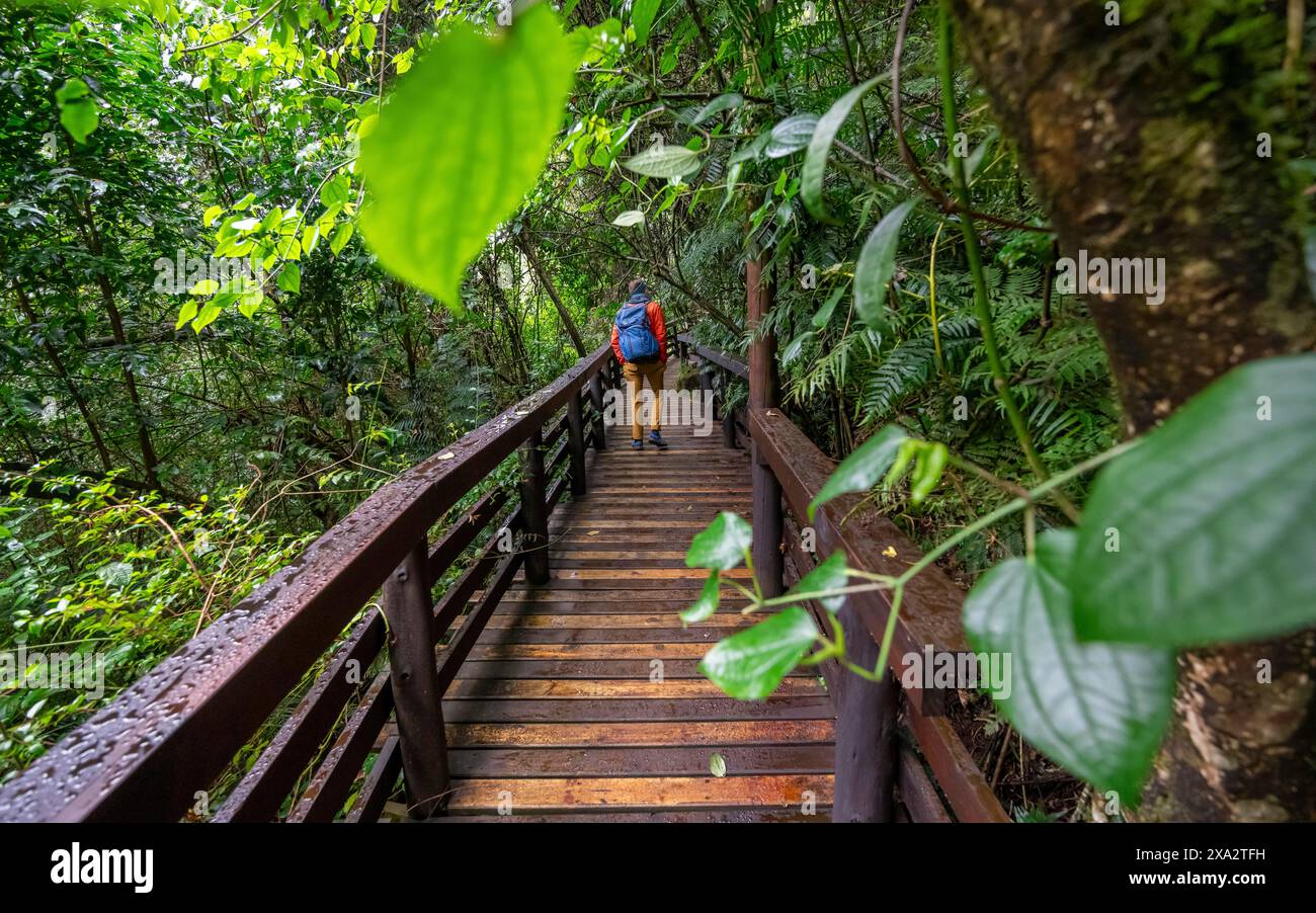 Young man on wooden path through dense forest, Graskop Gorge or ...